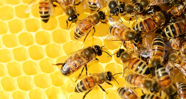 Aprende sobre apicultura en este atlas nacional de abejas