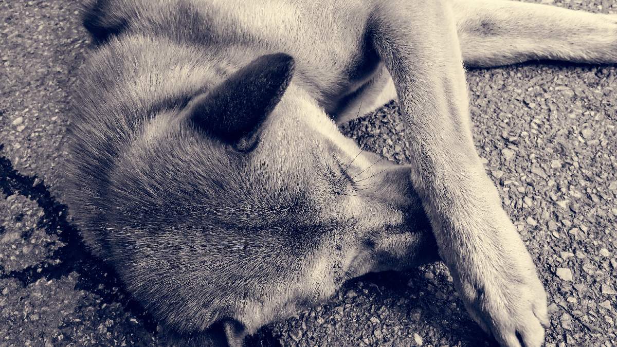 En mayo, ocurrieron 11 casos de maltrato animal en Puebla